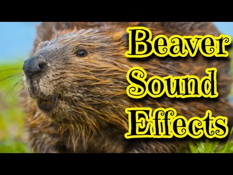 Beaver Sound Effects - YouTube