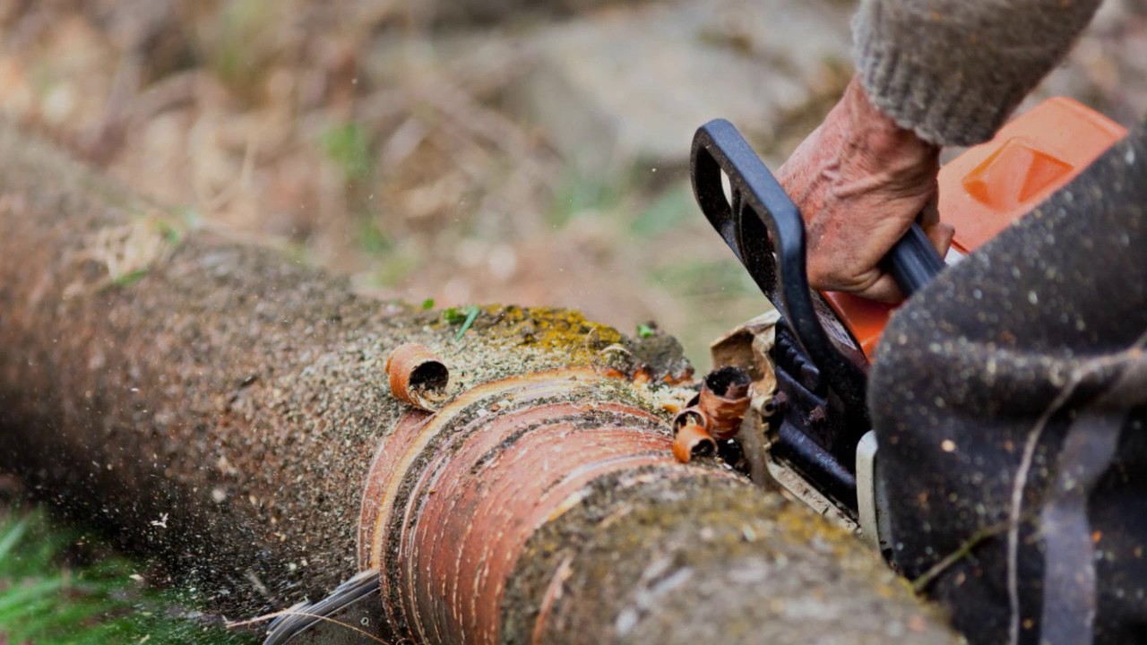 Tree Services Everett, CO. First Call Tree Services - YouTube