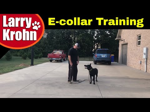 First E Collar / Remote Collar Session with young German Shepherd