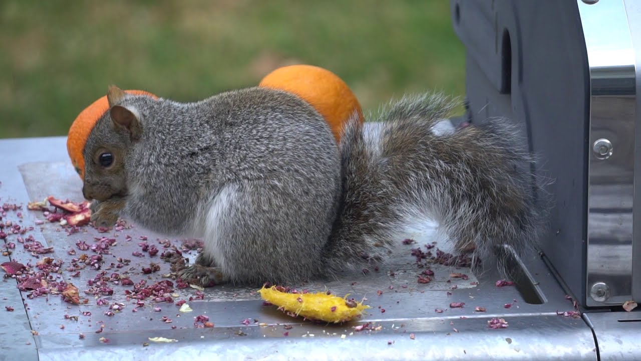Squirrel eating Mango seed - YouTube