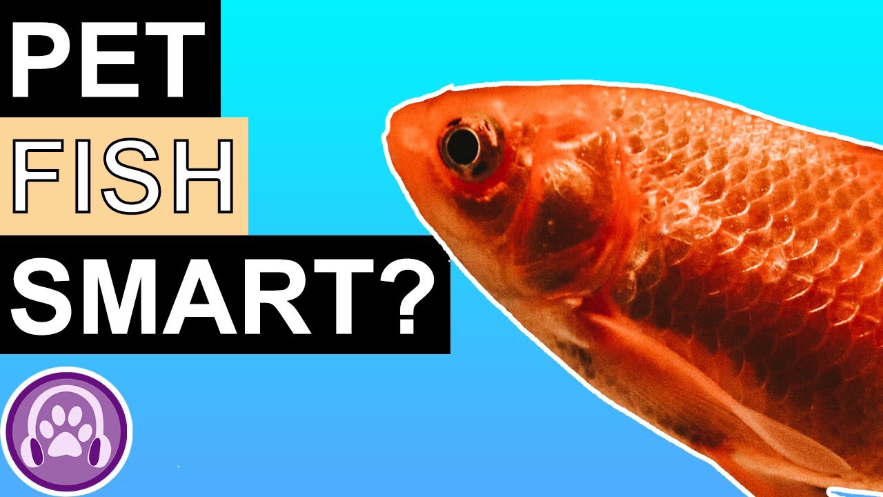 Are Pet Fish Intelligent - The Cleverest Fish Breeds! - YouTube