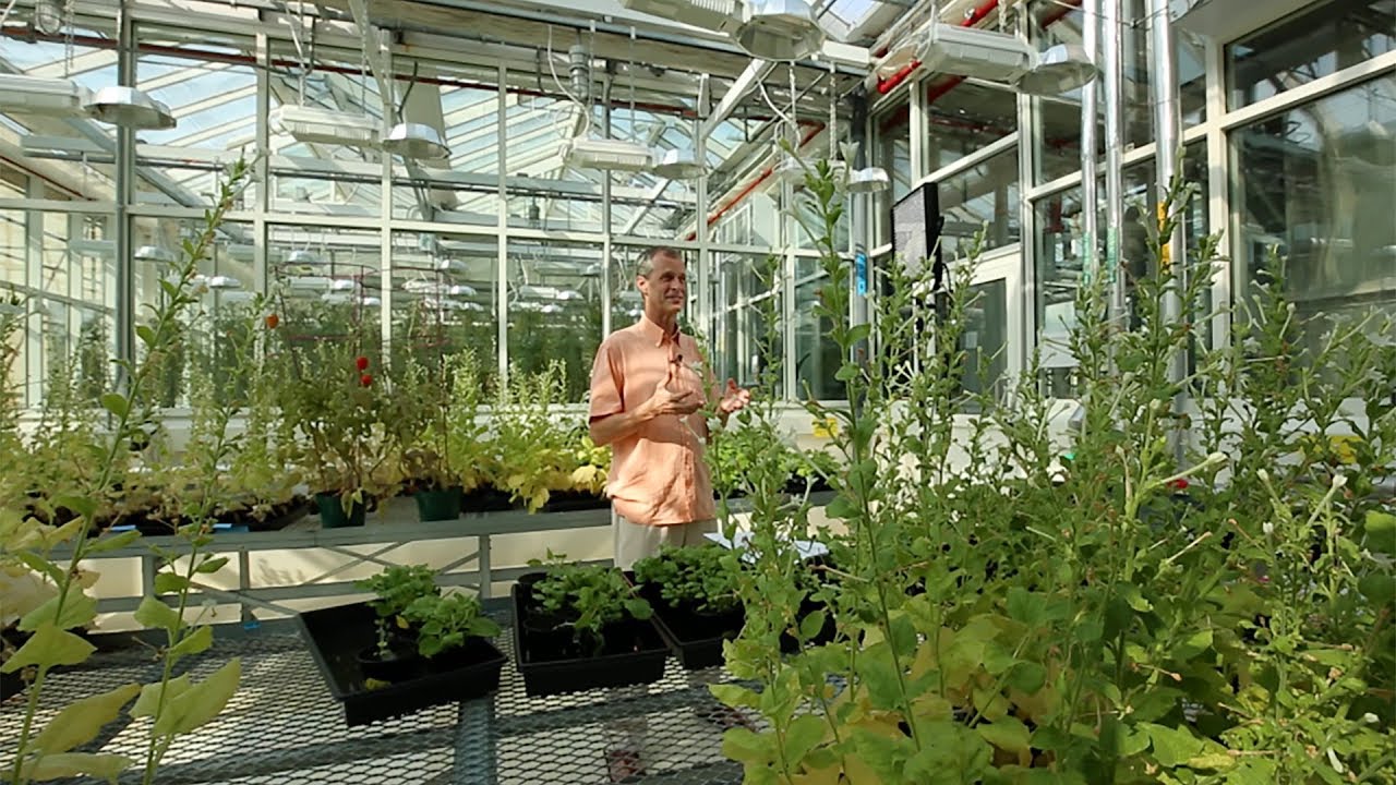 Breeding Salt Tolerant Crop Plants - YouTube