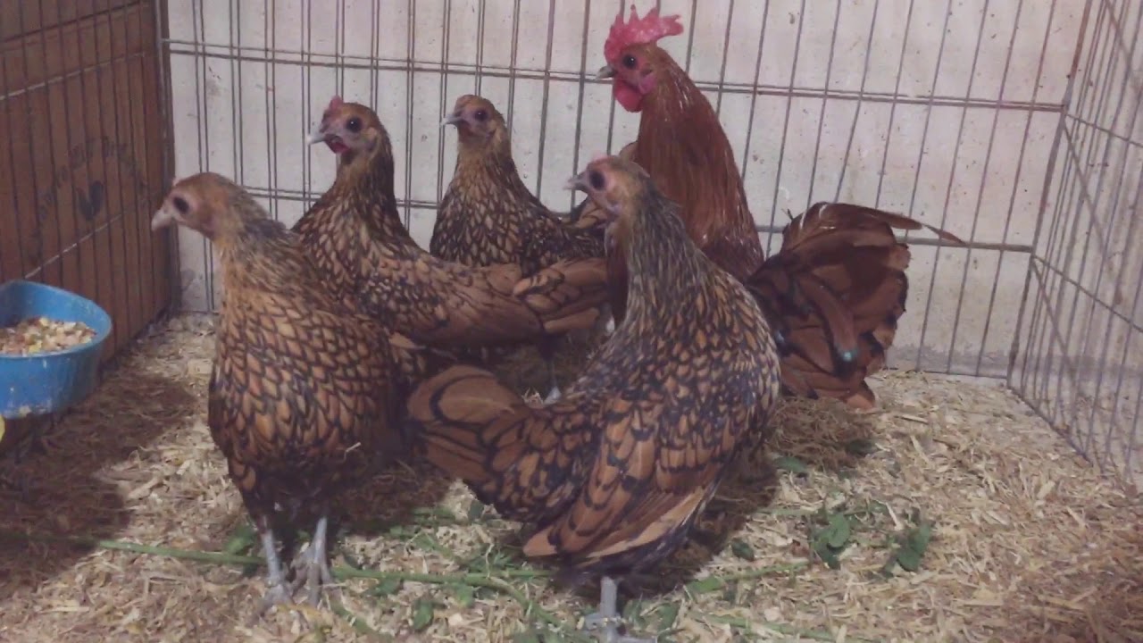 Oegb golden laced Importadas 🇺🇸Nuevo Color para el Criadero San Matías ...