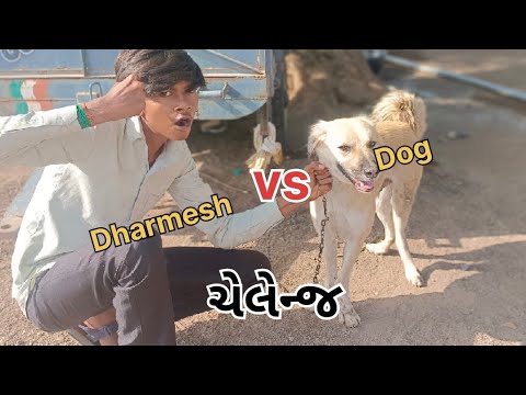 Dog 🆚 Dharmesh ચેલેન્જ||ગુજરાતી ડોગ|| કાળું ની કૉમેડી - YouTube