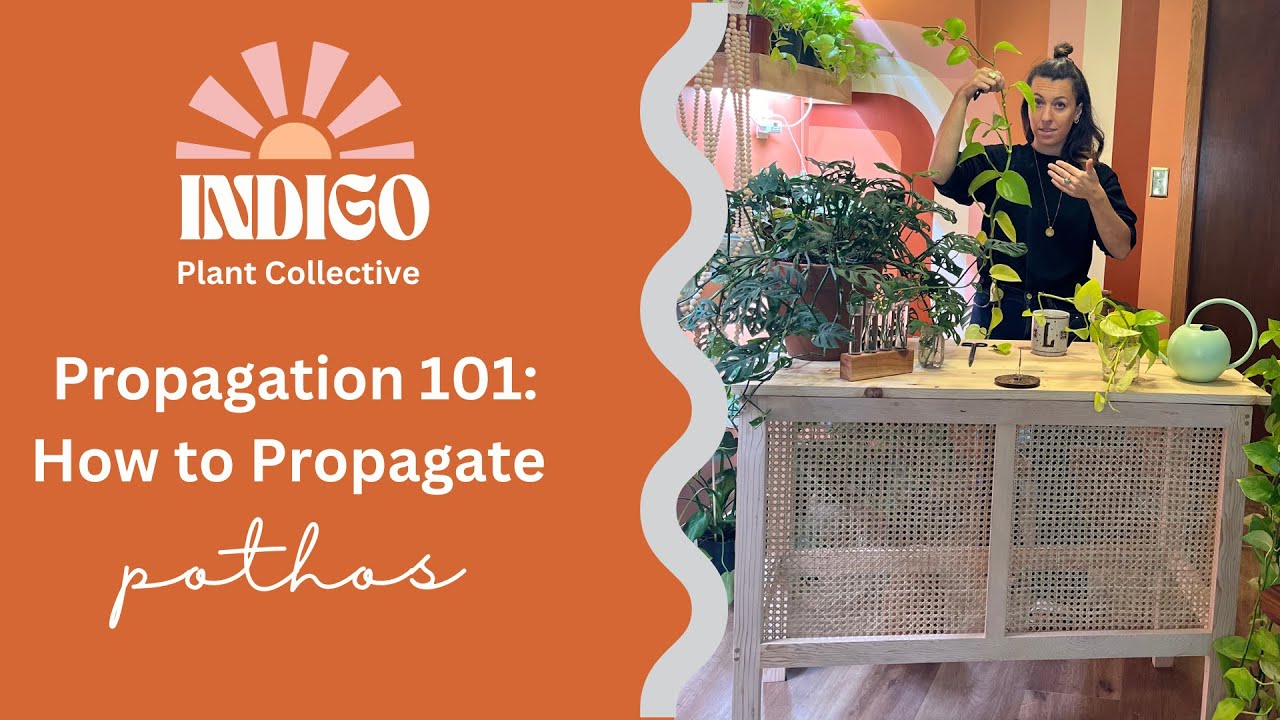 Propagation 101: How to Propagate Pothos - YouTube