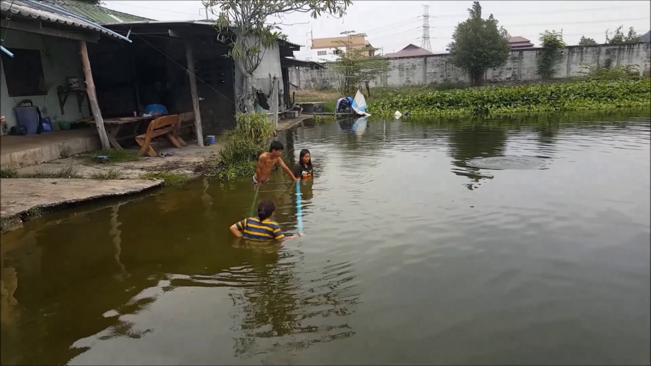 Palm Tree Lagoon 450lb Airapaima - YouTube