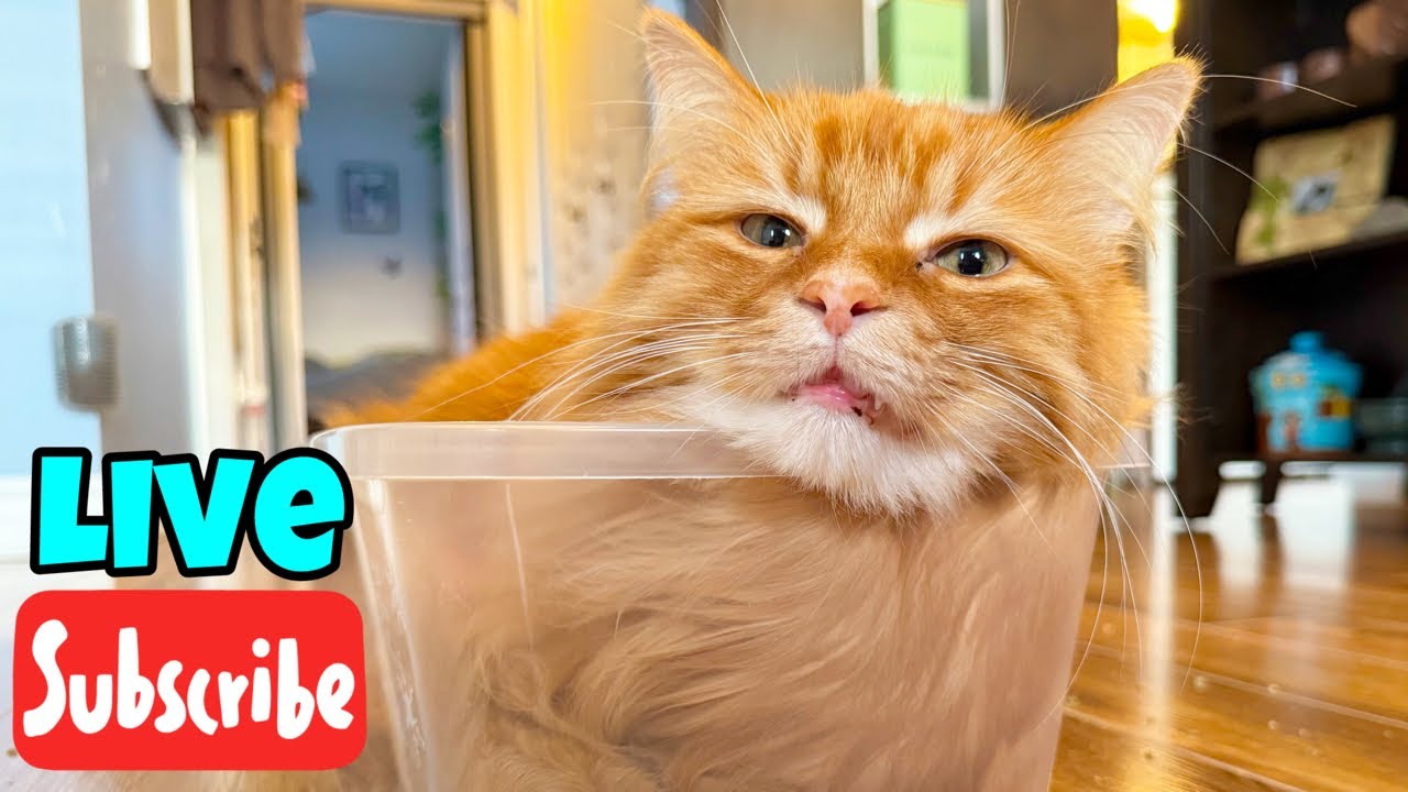 Friday Live Stream - YouTube