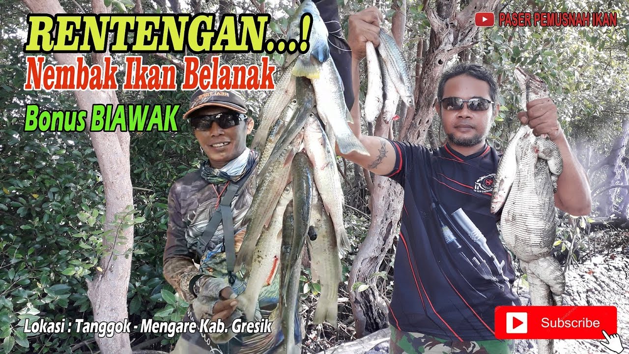 Nembak Ikan Belanak || Rentengan Ikan Belanak, Bonus Biawak Lokasi ...