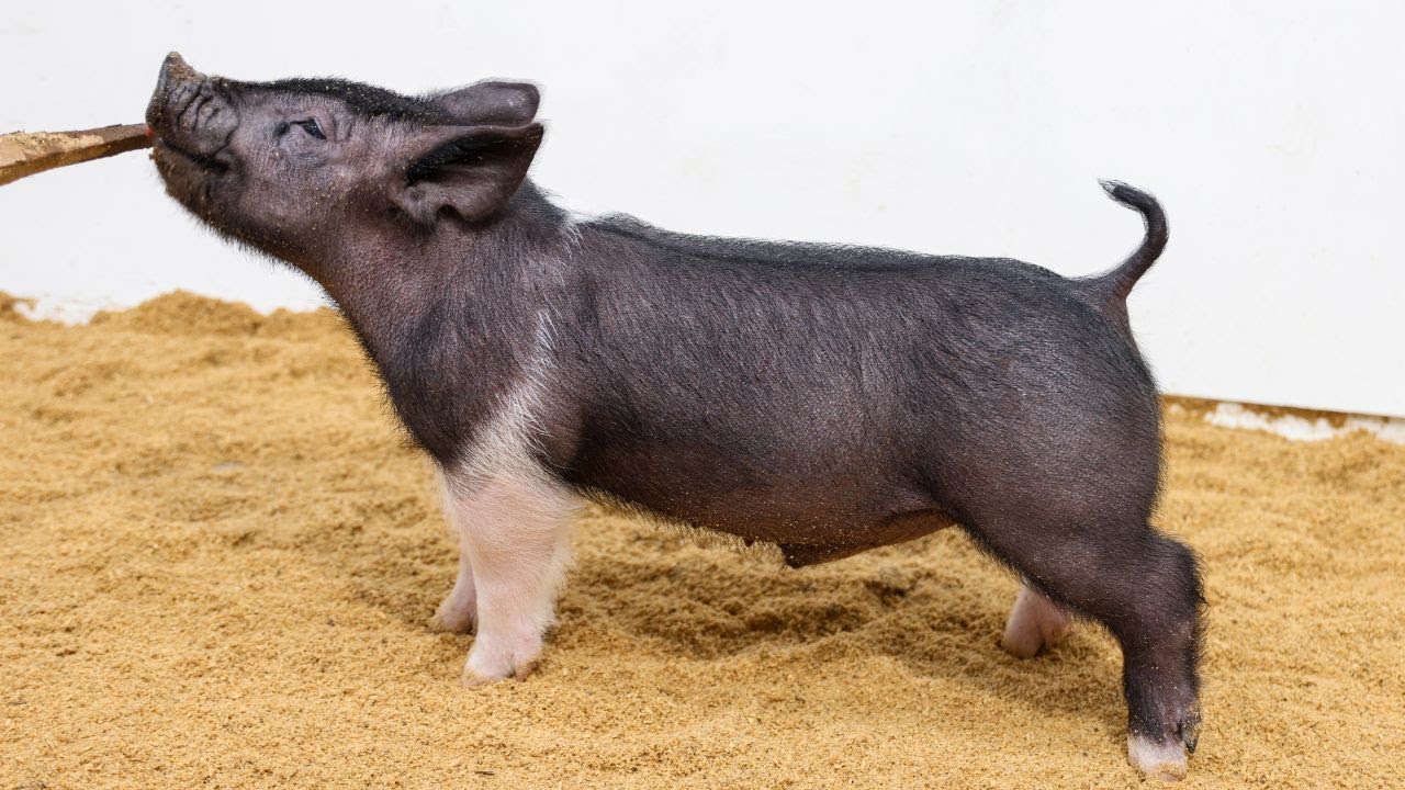 Lot 23 | 2-1 Crossbred Boar - YouTube
