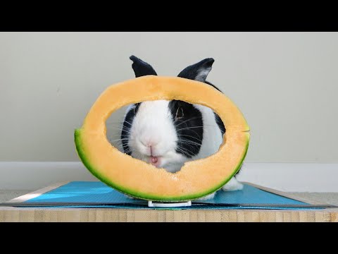 Rabbit tries eating melon ASMR