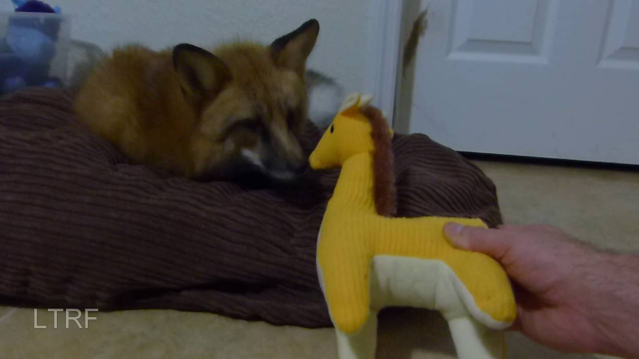 A Fox and his Giraffe!!!! - YouTube