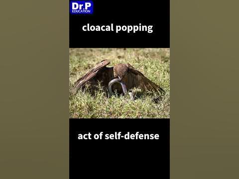 Most dangerous fart ....it's not what you think! - YouTube