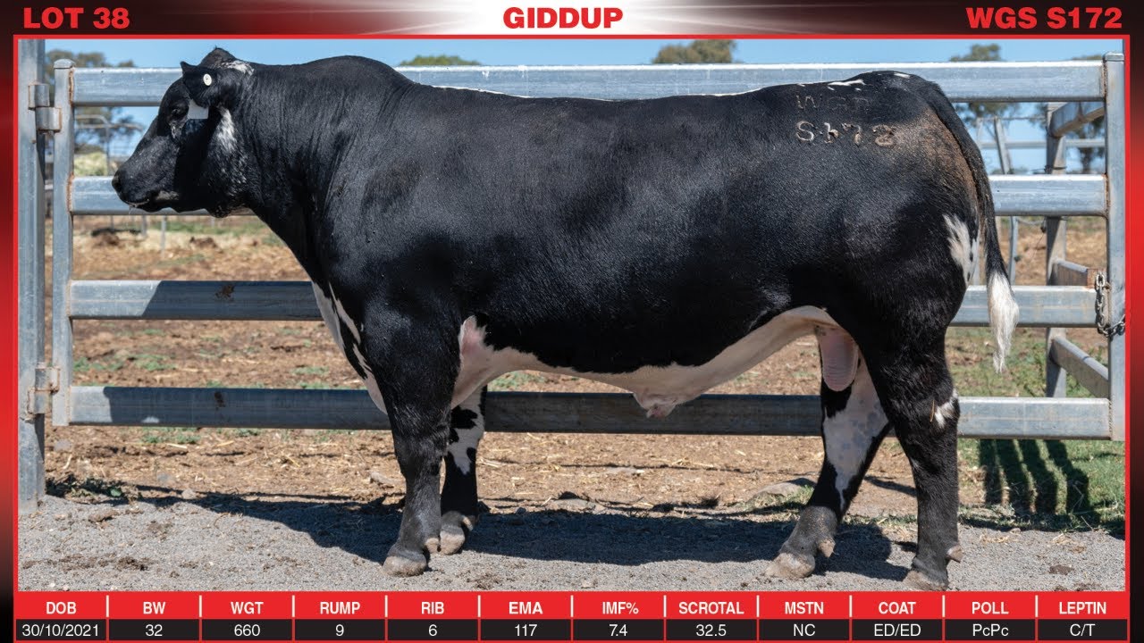 LOT 38 WGS S172 - YouTube