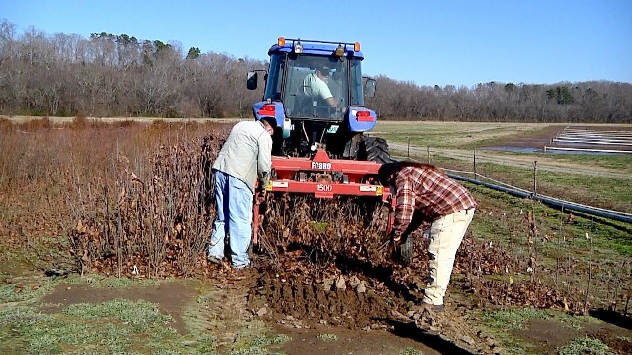 Lifting Trees - YouTube