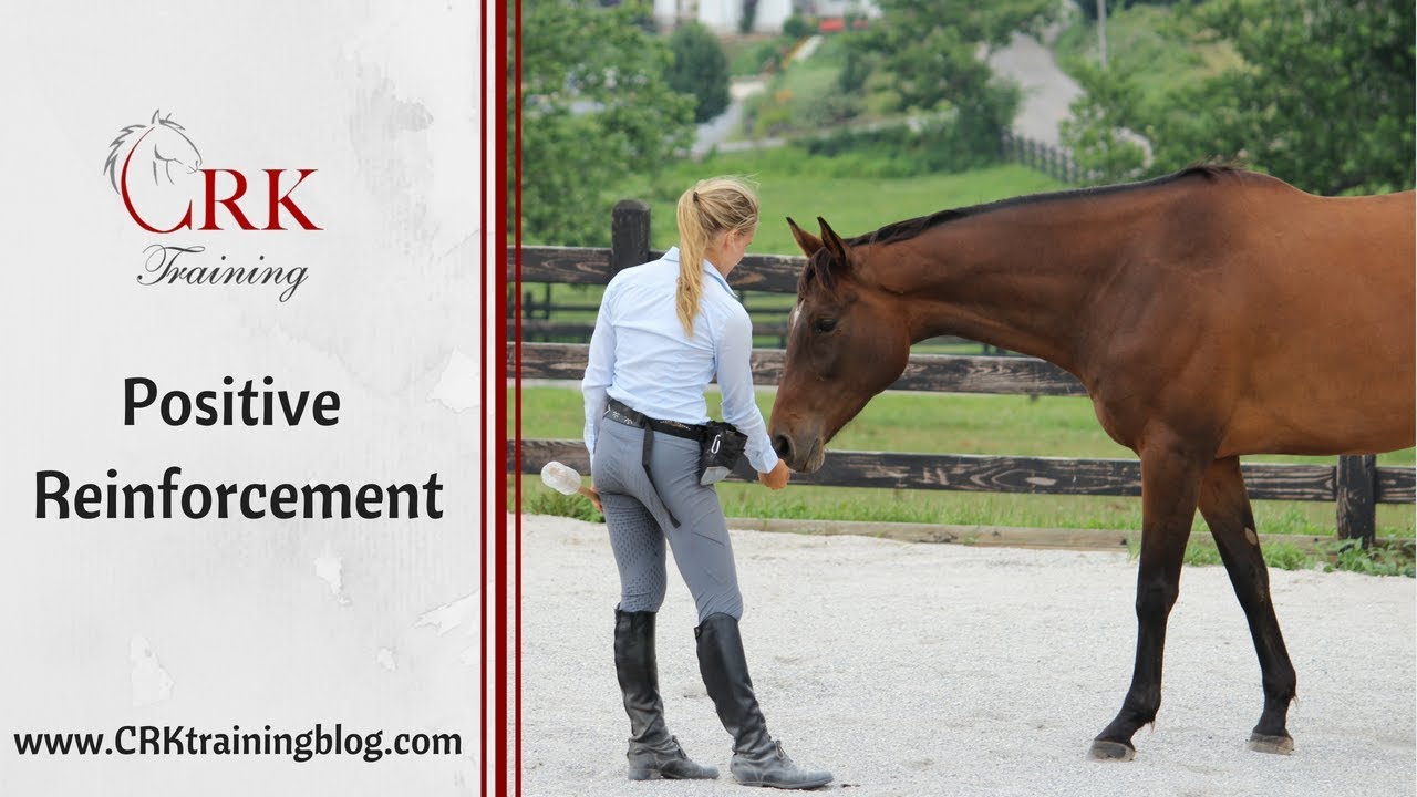 What Does Your Horse Value? Positive Reinforcement for Horses - YouTube