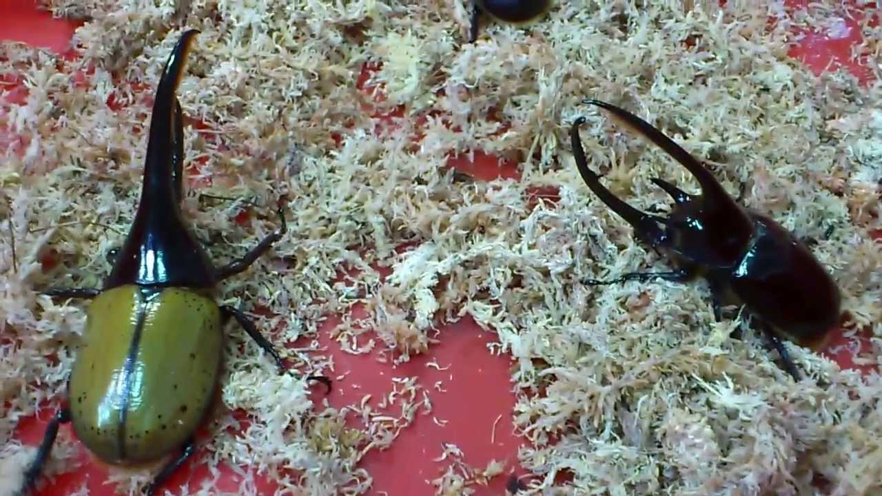 HD Bred Dynastes neptunus Dynastes satanas from Kingdom of Beetle ...
