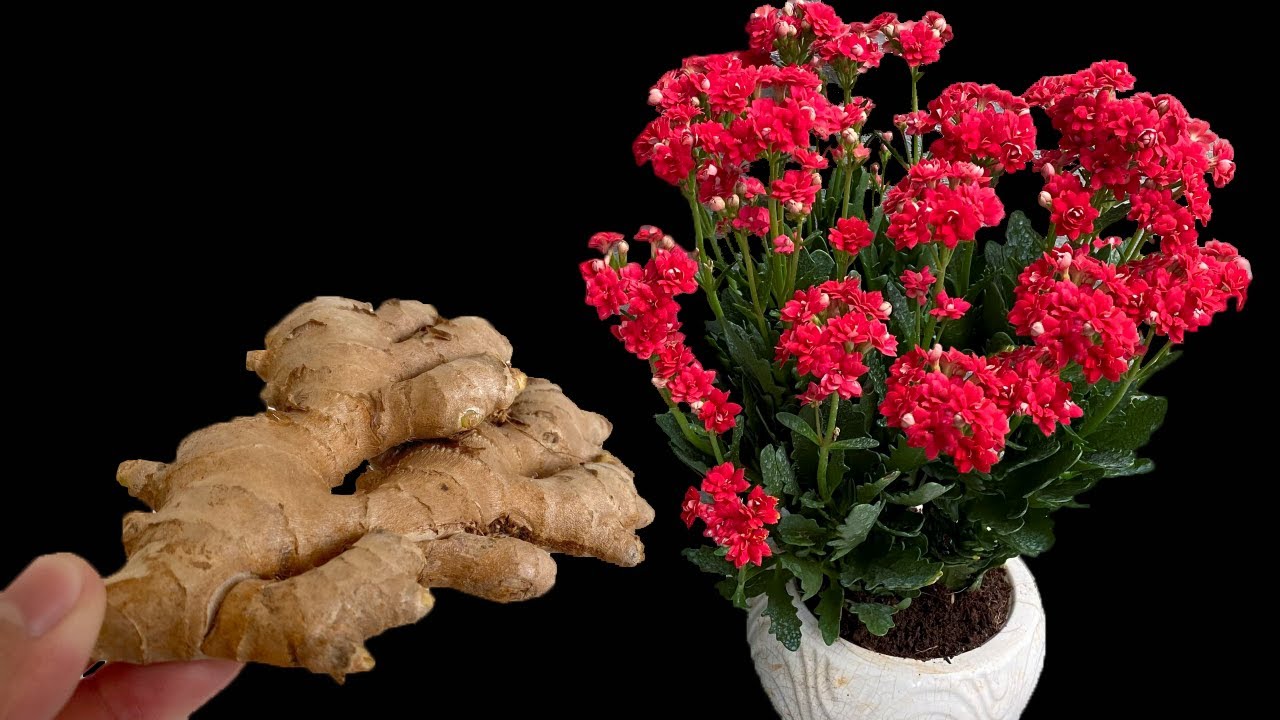 Just 1 ginger root, I won't use any other water for my plants - YouTube