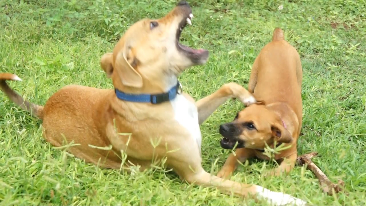South African rescue dogs playing - YouTube