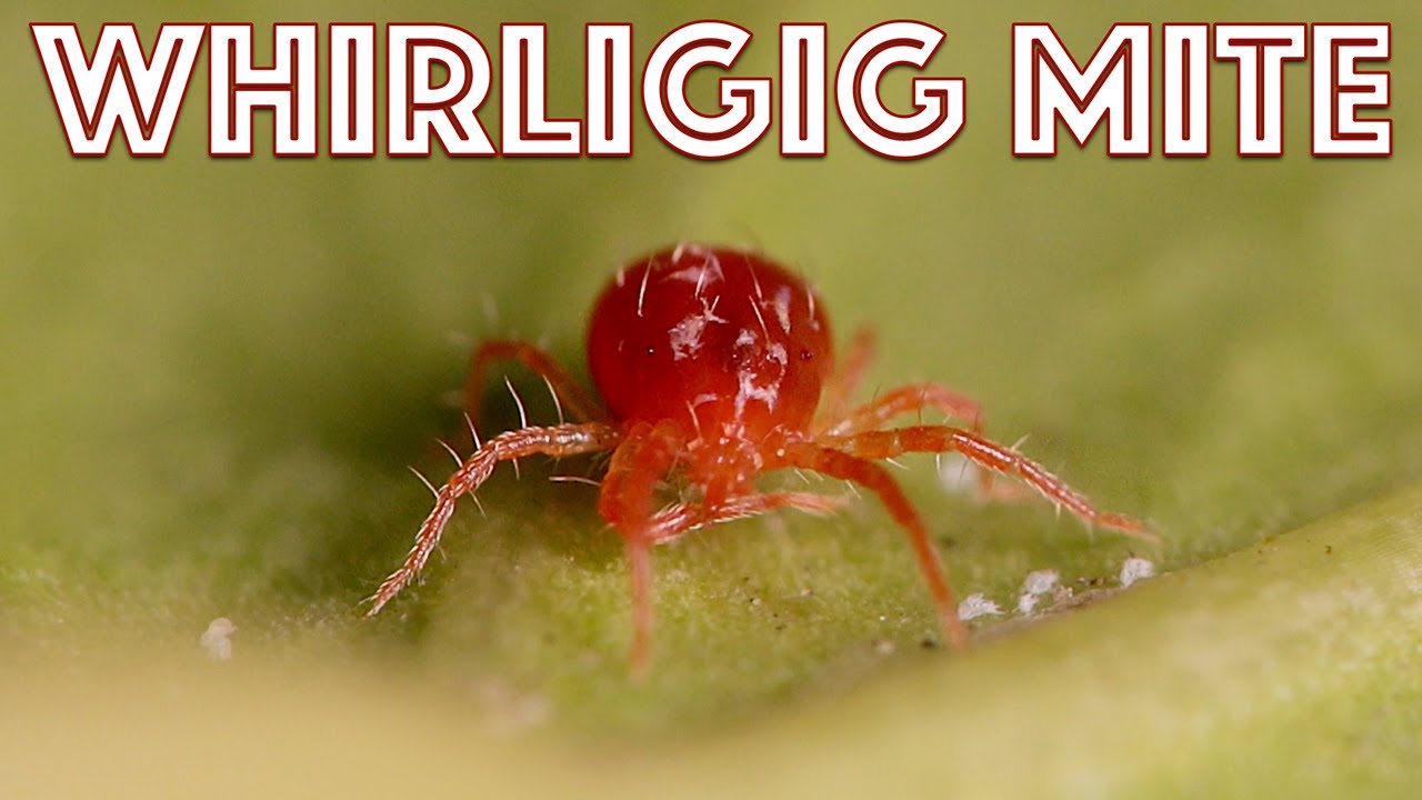 Cute Tiny Mite Preening Routine - Extreme Macro Film - YouTube