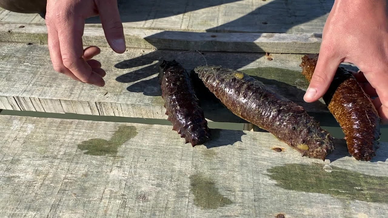 Charente-Maritime : des concombres de mer élevés dans les claires de l ...