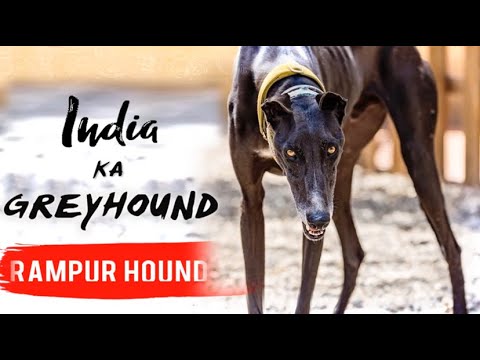 Rampur Hound, The Indian Dog like English Greyhound (Hindi) - YouTube