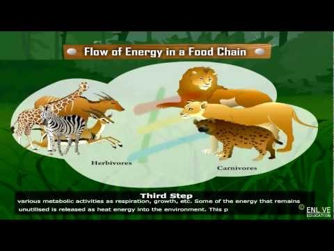 Flow of energy in a food chain - YouTube