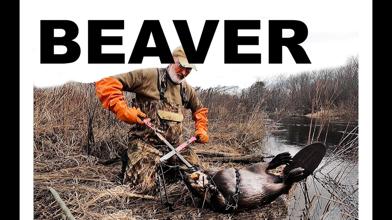 Spring Beaver Trapping 2022 - Part 4 - YouTube