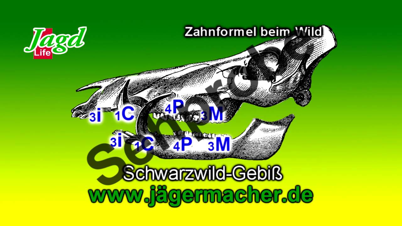 Jägerprüfung Zahnformel beim Wild - www.hundundjagdmedia.de - YouTube