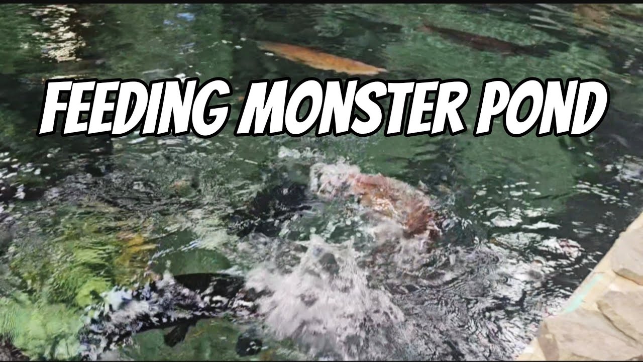 Feeding Monster Pond - YouTube