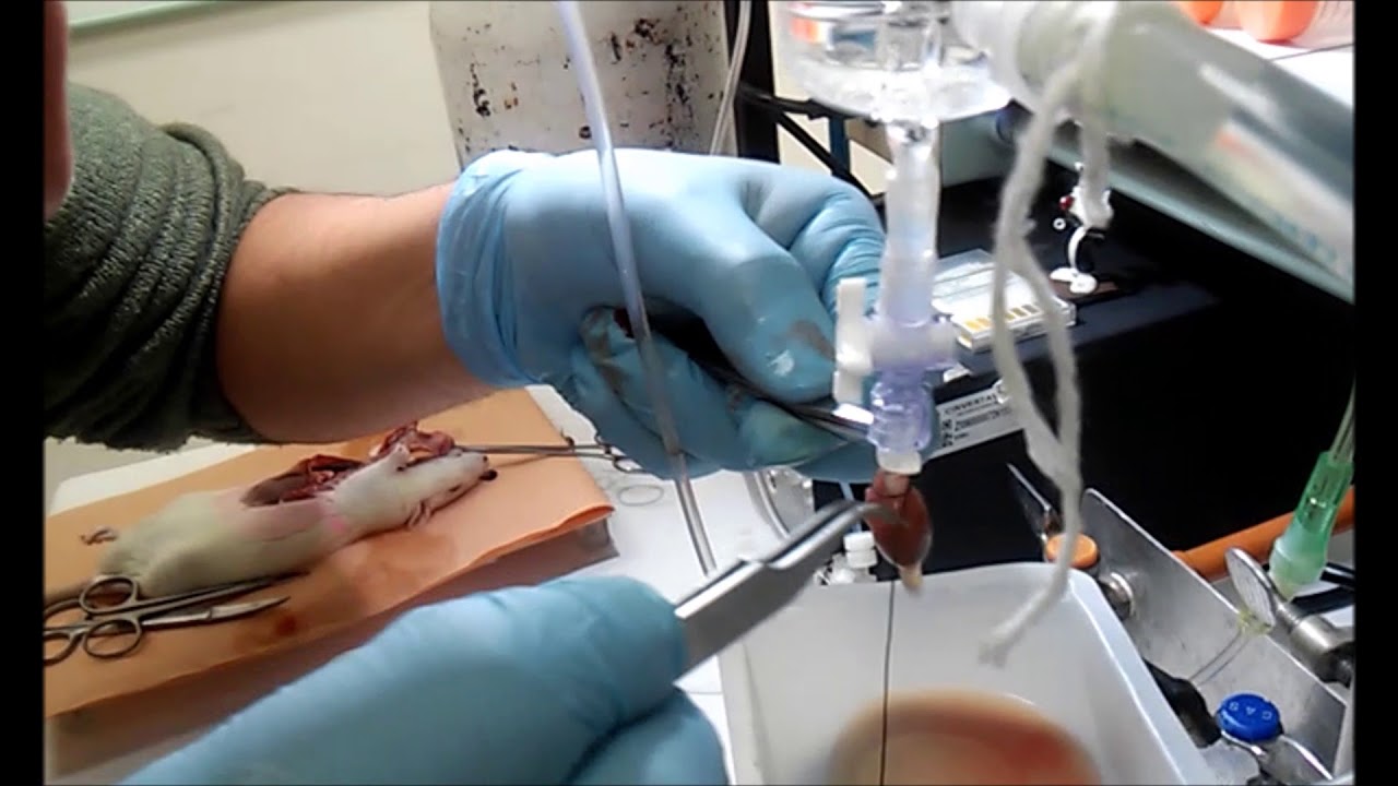 Extraction and assembly of the heart in the langendorff system - YouTube