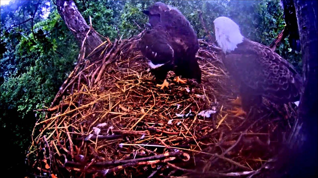 Bald eagle parent stops at the nest with two eaglets - YouTube
