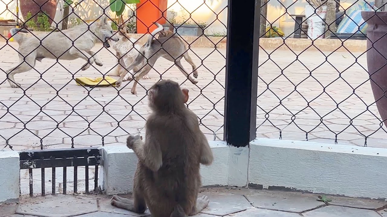 Sad JUDY SiIently Sit Wanna Join Play With 3 Puppies Outside - YouTube