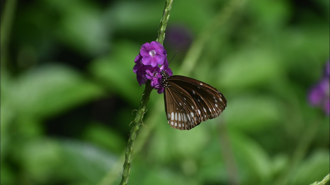 A big butterfly month #butterfly #butterflymonth #butterflies #wildlife ...
