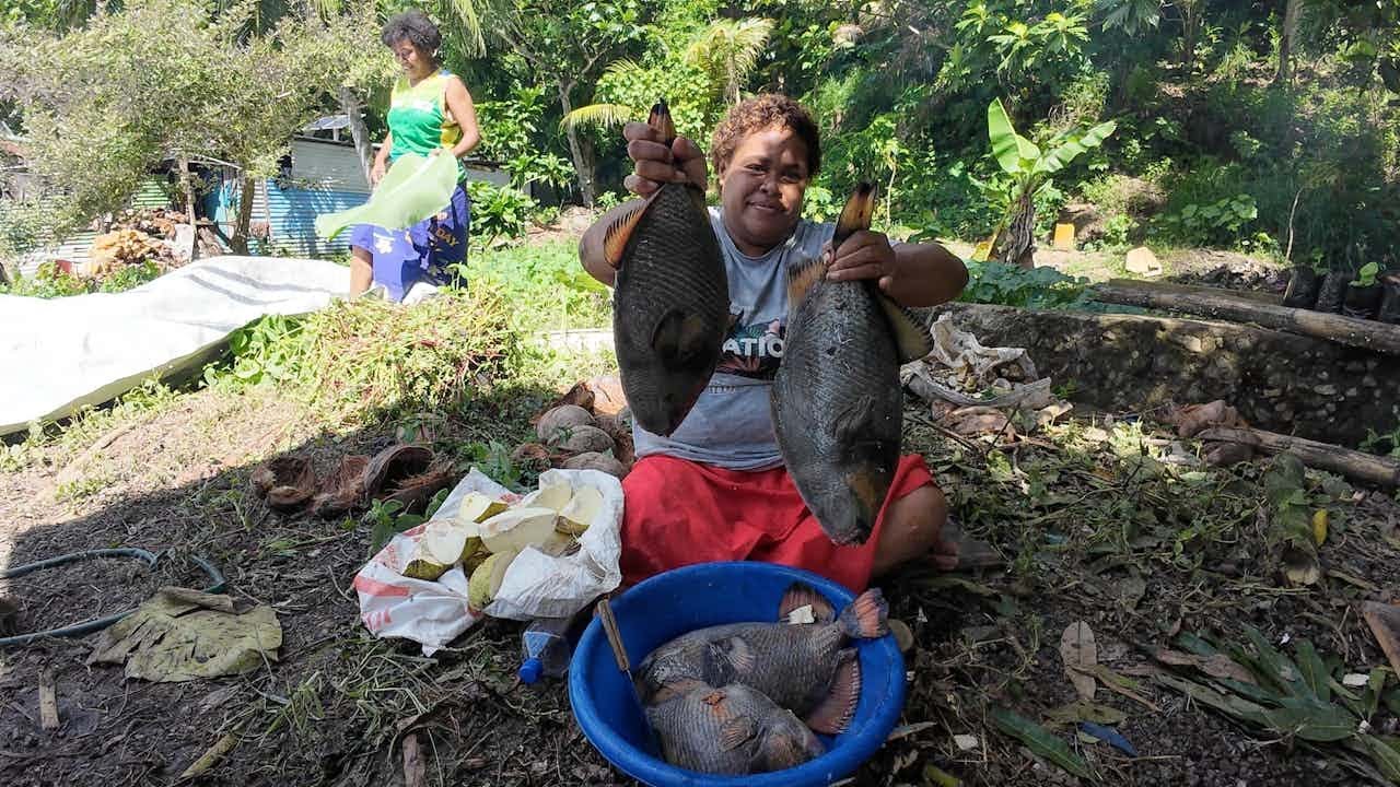 The Village Cuisine: How Triggerfish Is Cooked By The Village Women🐠🇫🇯 ...