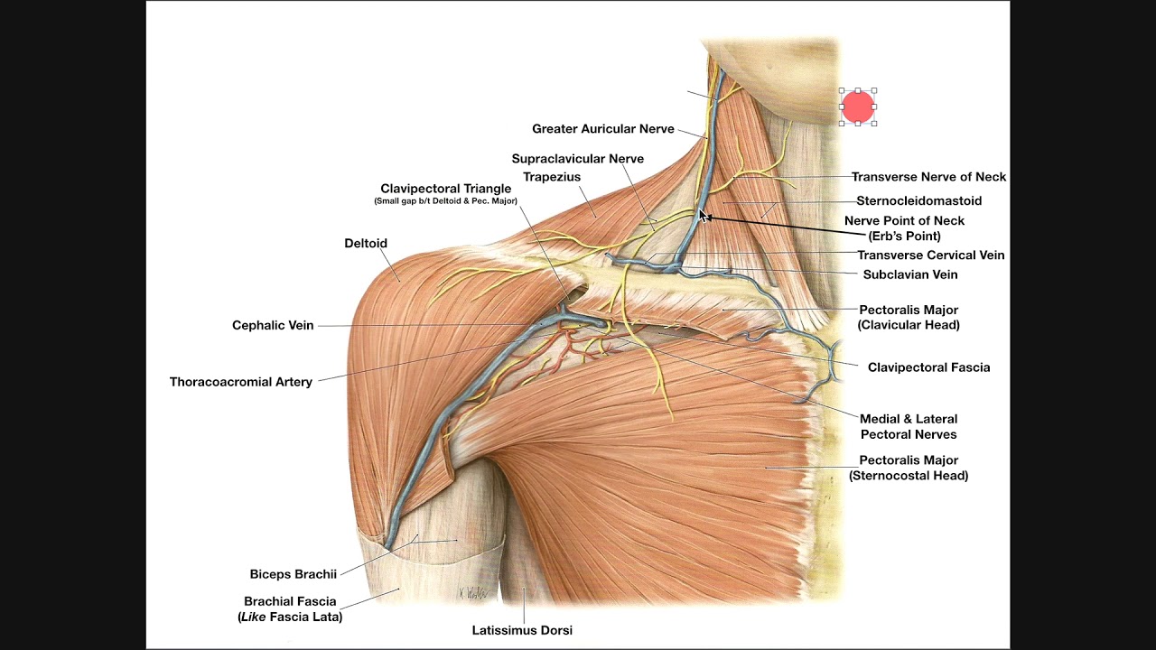 Identifying Structures In The Axilla Part 1 YouTube identifying-structures-in-the-axilla-part-1-youtube