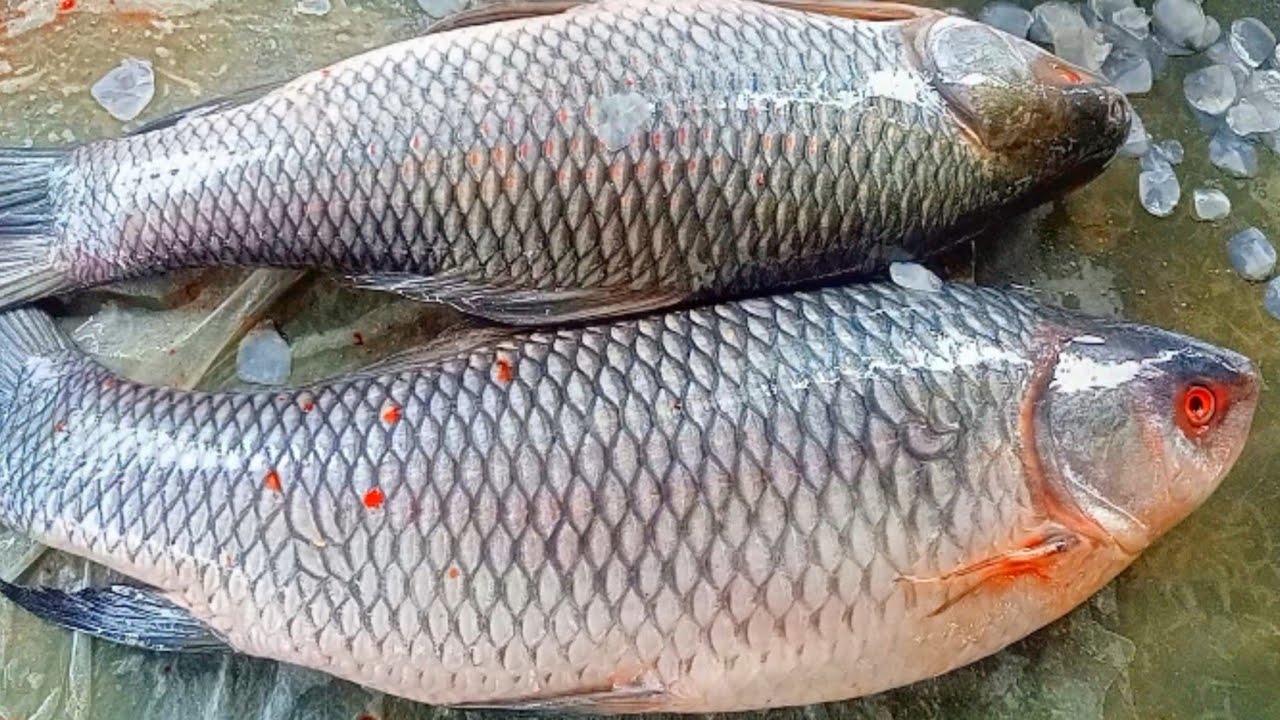 Amazing Big Ruhi fish cutting video in Bangladesh fish market।। New ...