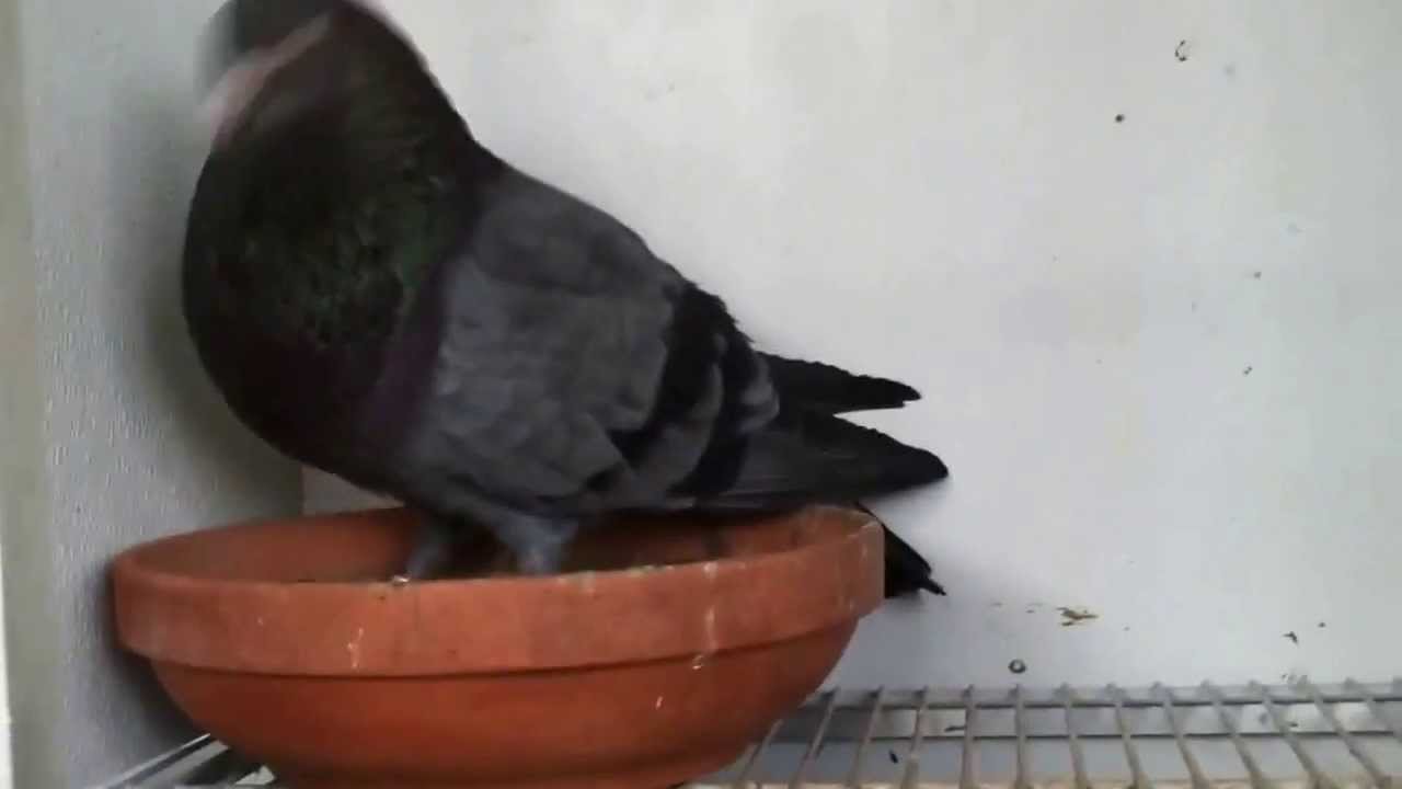 Palomas cubanas - YouTube