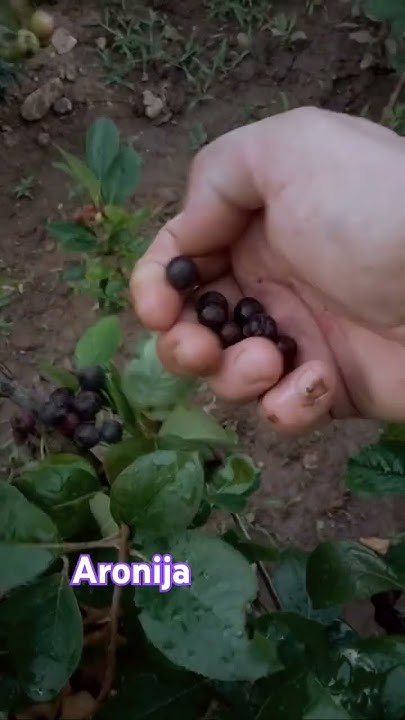 #love #lzn aronija ujutro za dobar dan navece za dobar san💕🌴🐈‍⬛ - YouTube