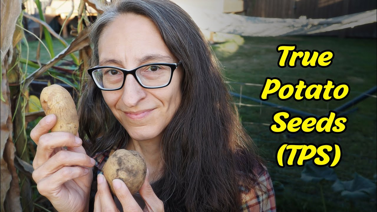 Growing Potatoes from TPS Seeds - YouTube