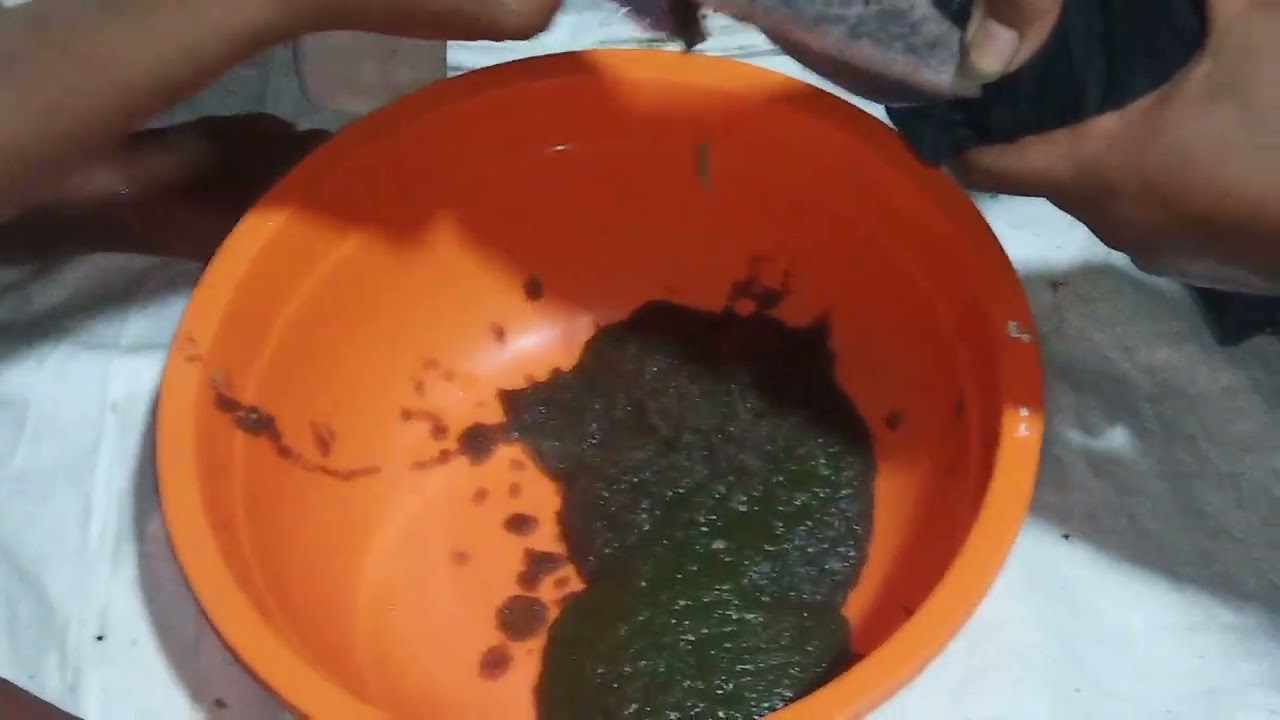 Cara ambil telur Ikan lele - YouTube