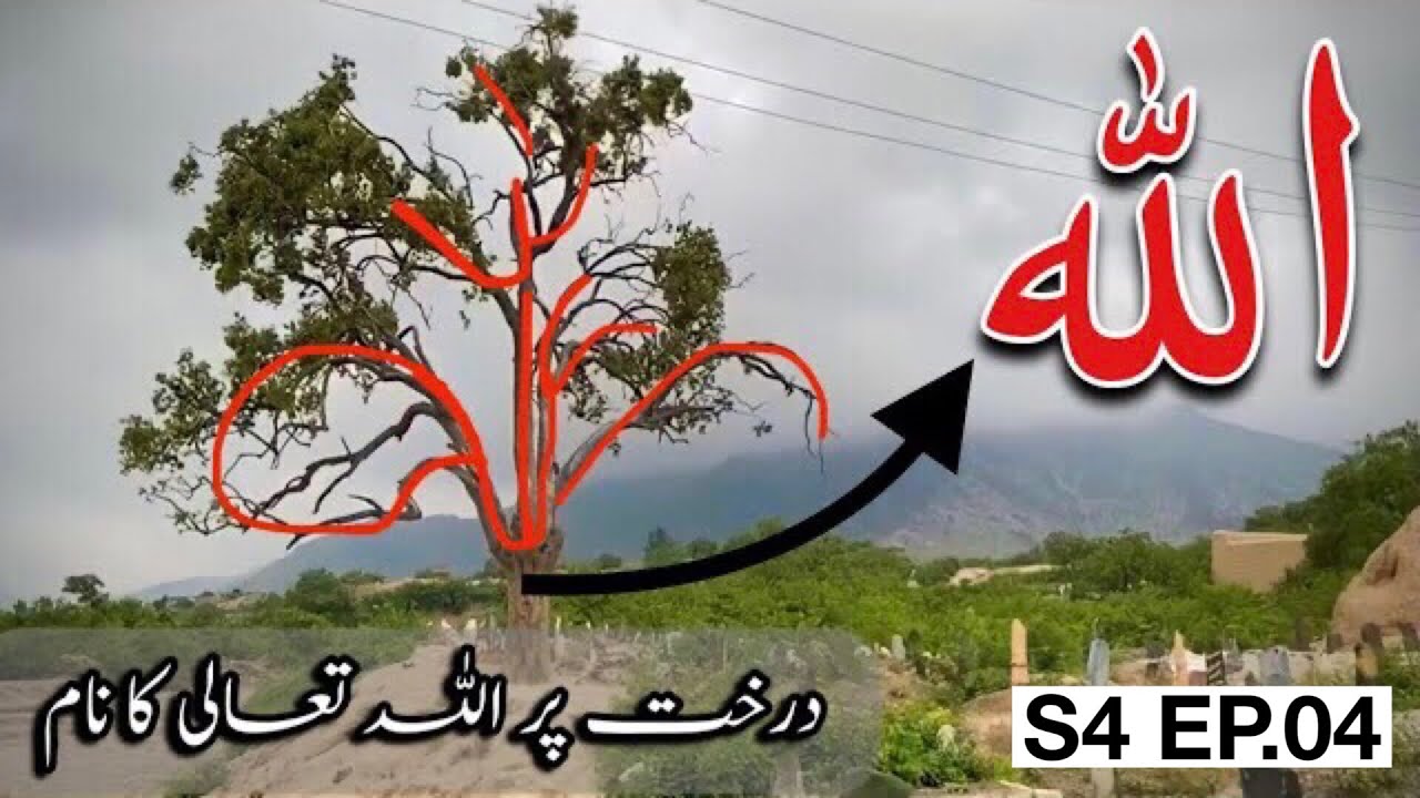 Darakhat Par Allah Tala Ka Name S4 EP.04 Landikotal Tour || ERSHAD-91 ...