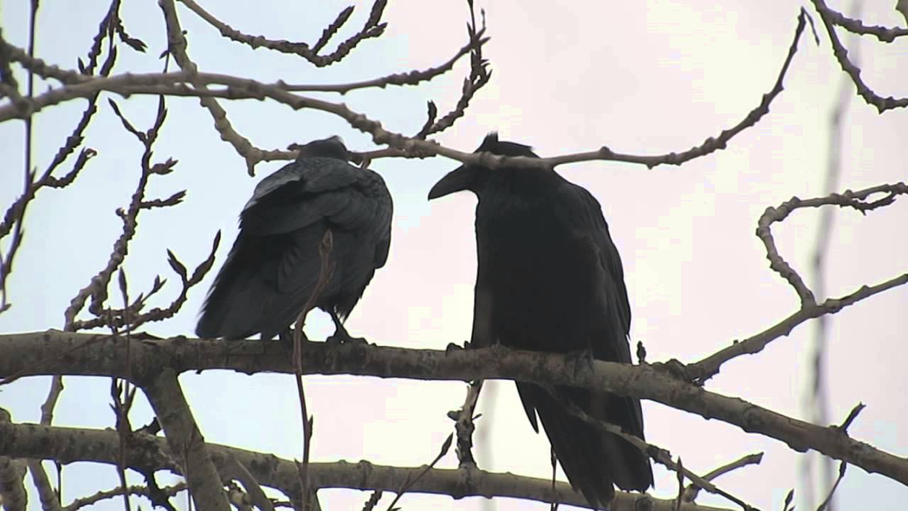 Ravens playing with a stick - YouTube