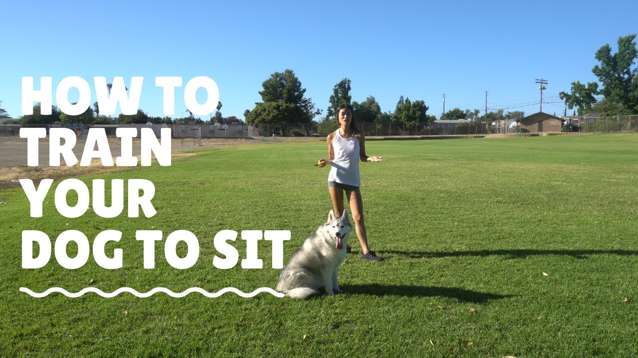 How to Train Your Dog to Sit - Dog Training Video - YouTube