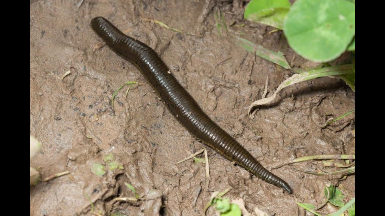 Green Leech - YouTube