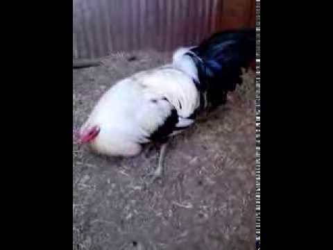 Giro Regular Grey de las crias de CLEIDENS FARM - YouTube