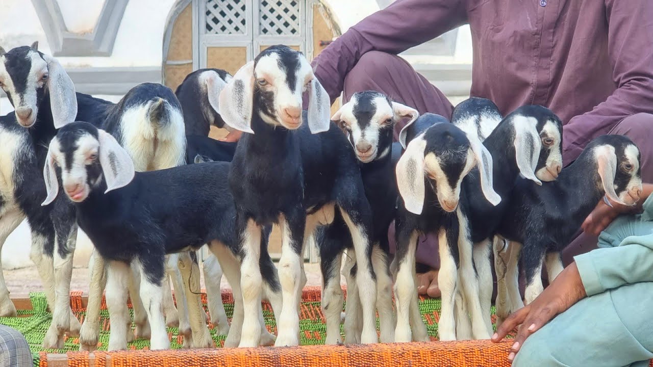 Black Tapri Goats For Adoption|0300 2666395 @narejogoatfarm9487 - YouTube