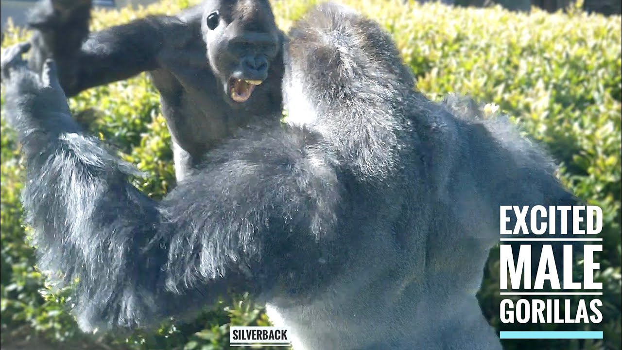 Young Gorilla Bothers the Silverback | The Shabani Group - YouTube