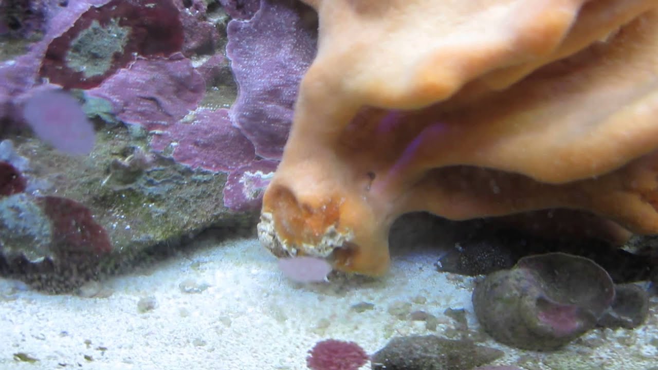Salt Water New Orange Flower Sponge, may have an issue - YouTube
