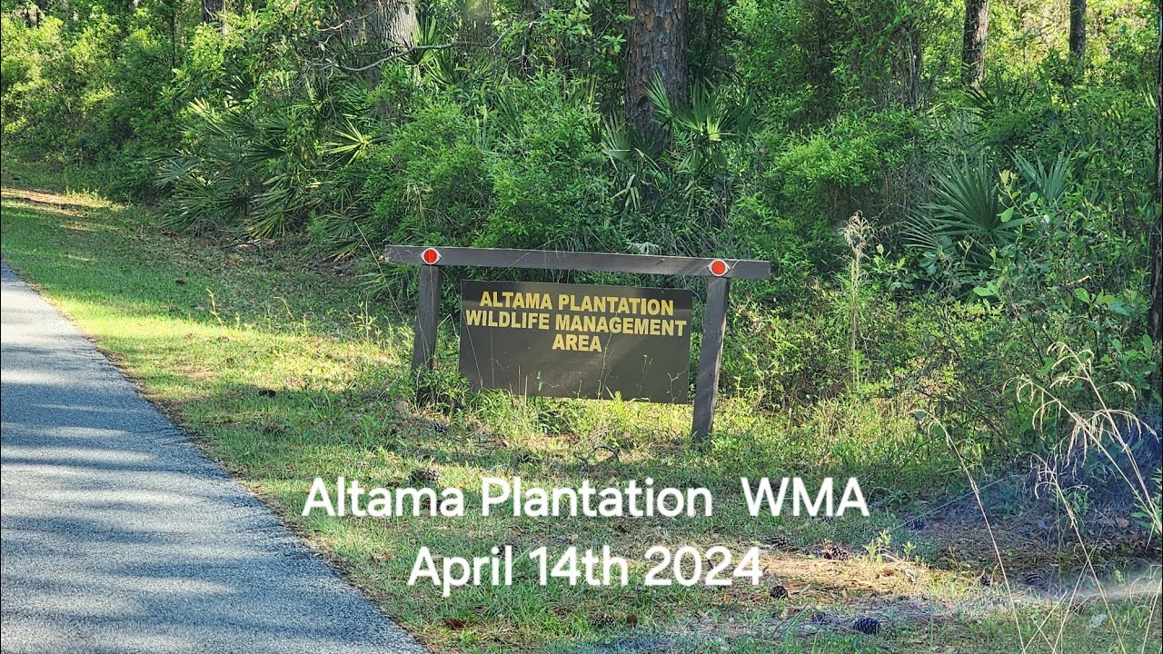 Altama Plantation WMA April 14, 2024 #altama Plantation #wma video # ...