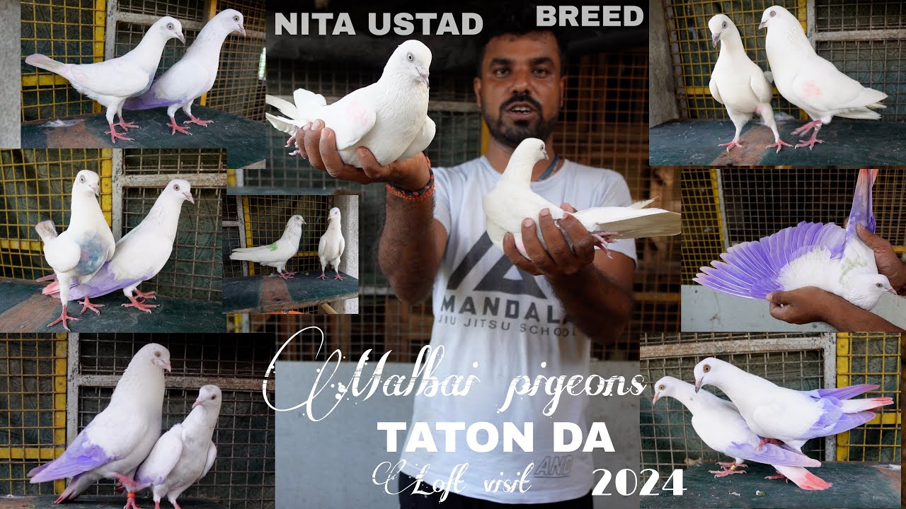 Nita Ustad Breed Malbai/Panjabi Pigeons in Taton Da Pigeon Loft ( 2024 ...